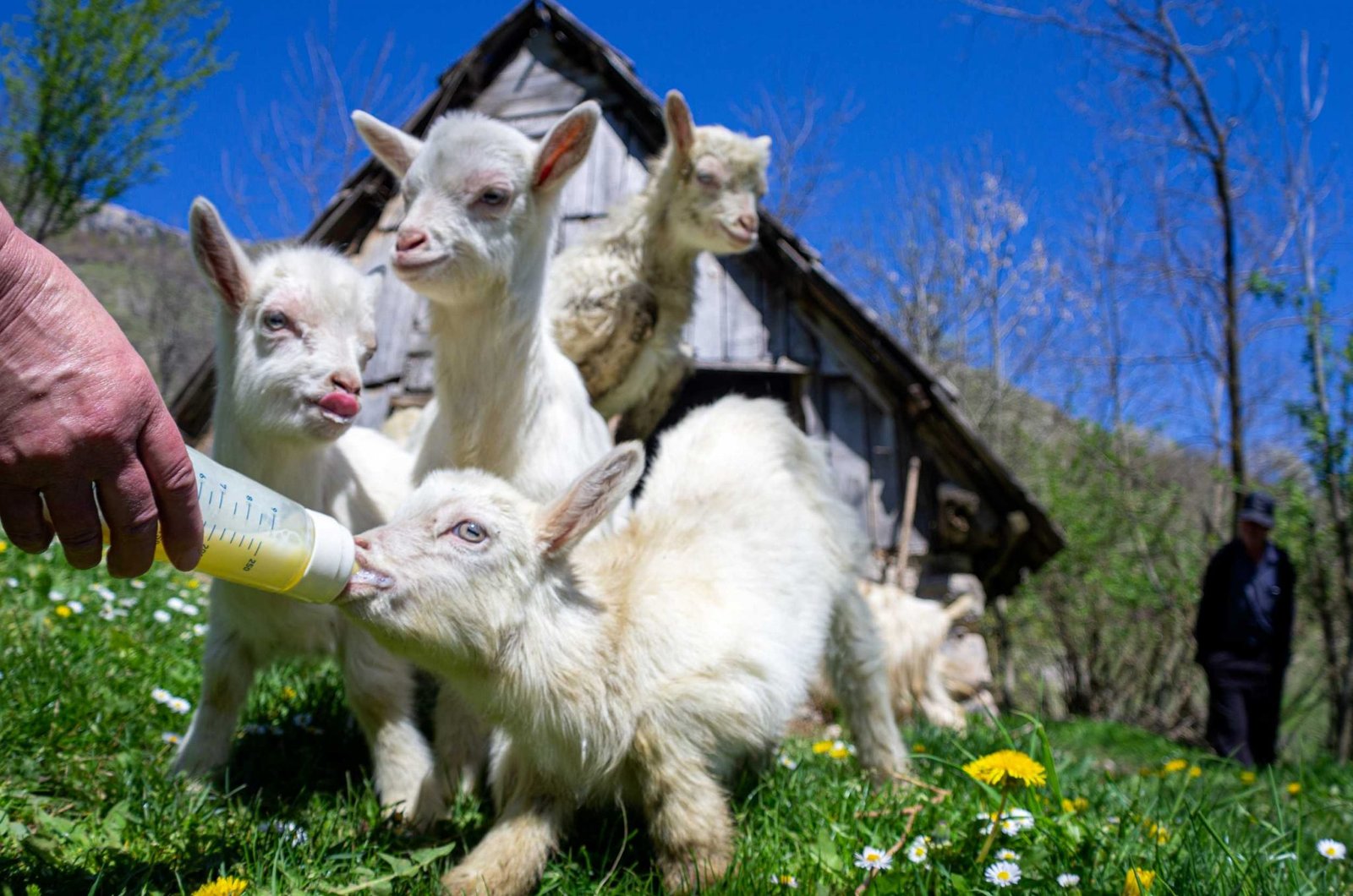 Kolasin: Misko's Cheese Farm | TOURISM IN VILLAGES