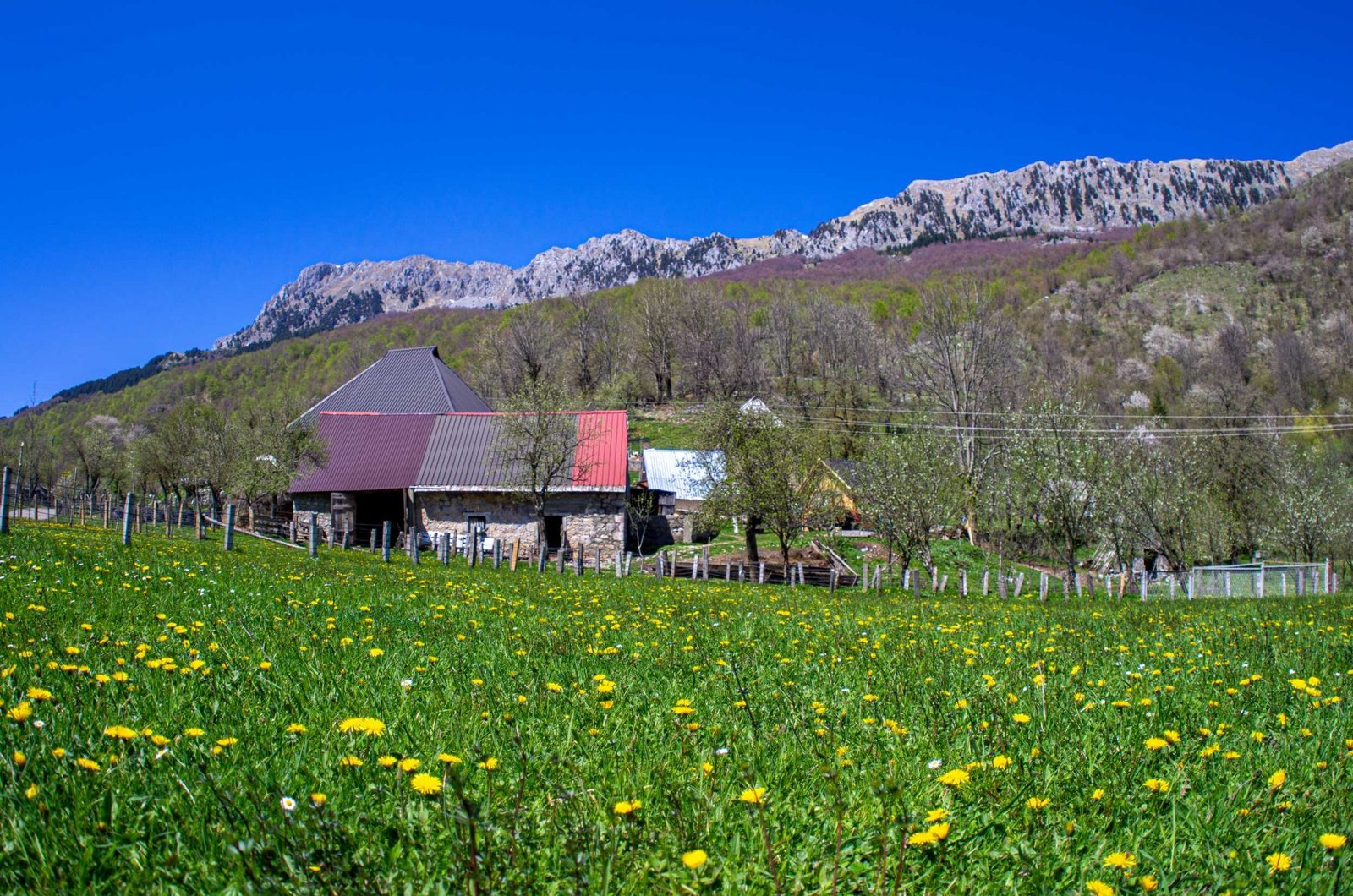 Kolasin: Misko's Cheese Farm | TOURISM IN VILLAGES